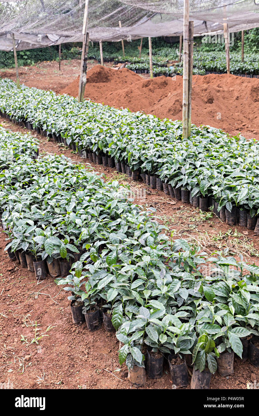 Coffee seedlings on plantation, Paksong, Laos Stock Photo - Alamy