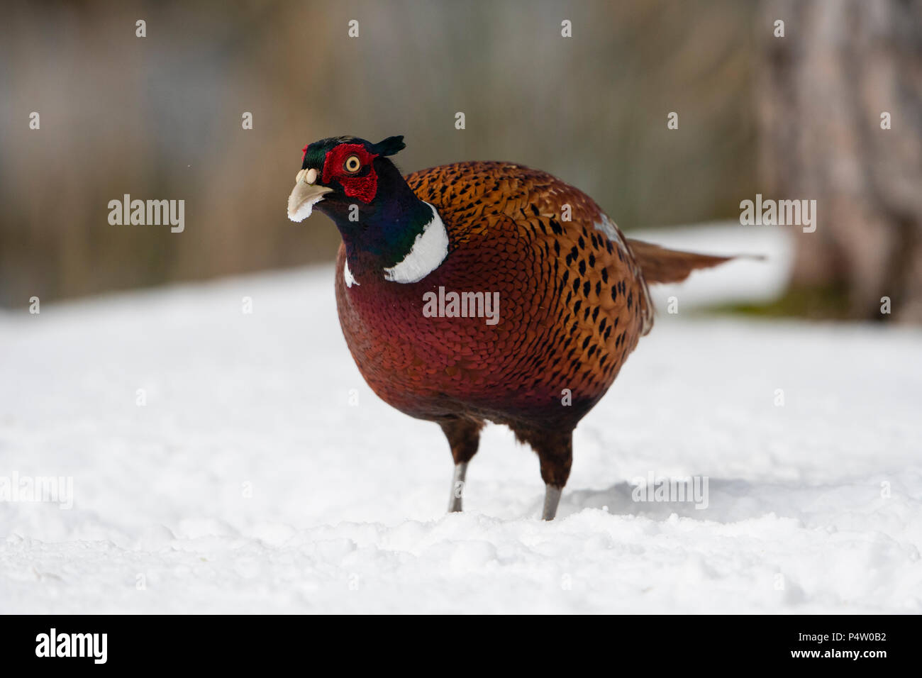 A male Common Pheasant (Phasianus colchicus), looking for food in ...
