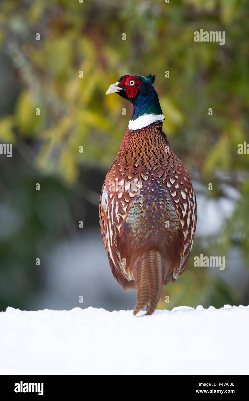 Pheasant Snow Uk High Resolution Stock Photography and Images - Alamy