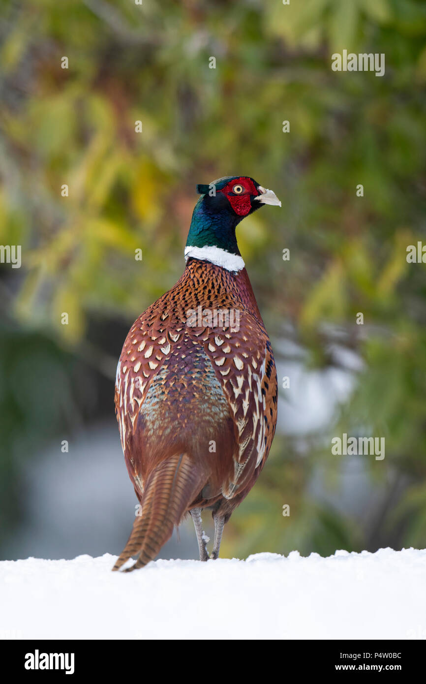 Pheasant snow hi-res stock photography and images - Alamy