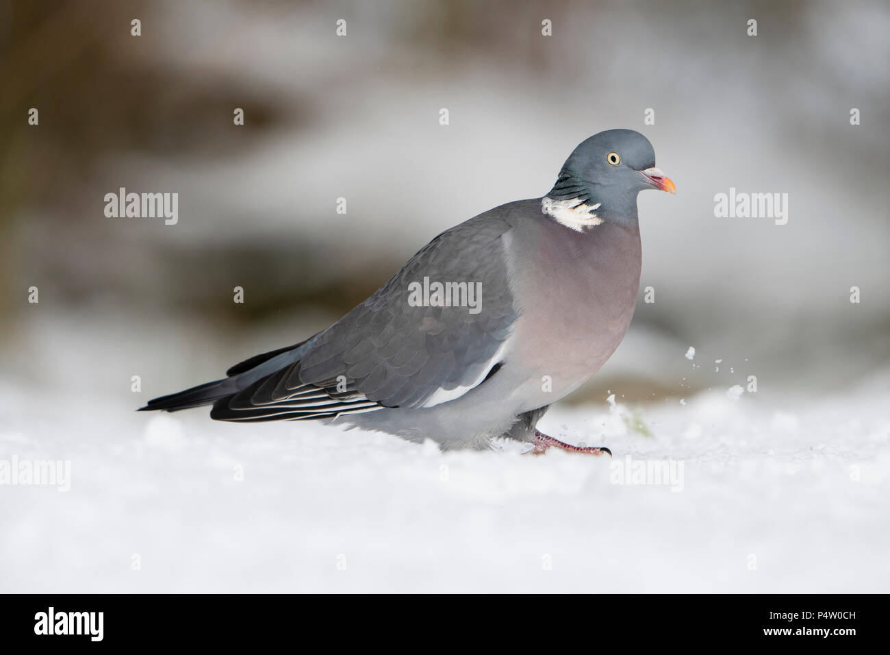 Domestic pigeon uk hi-res stock photography and images - Alamy