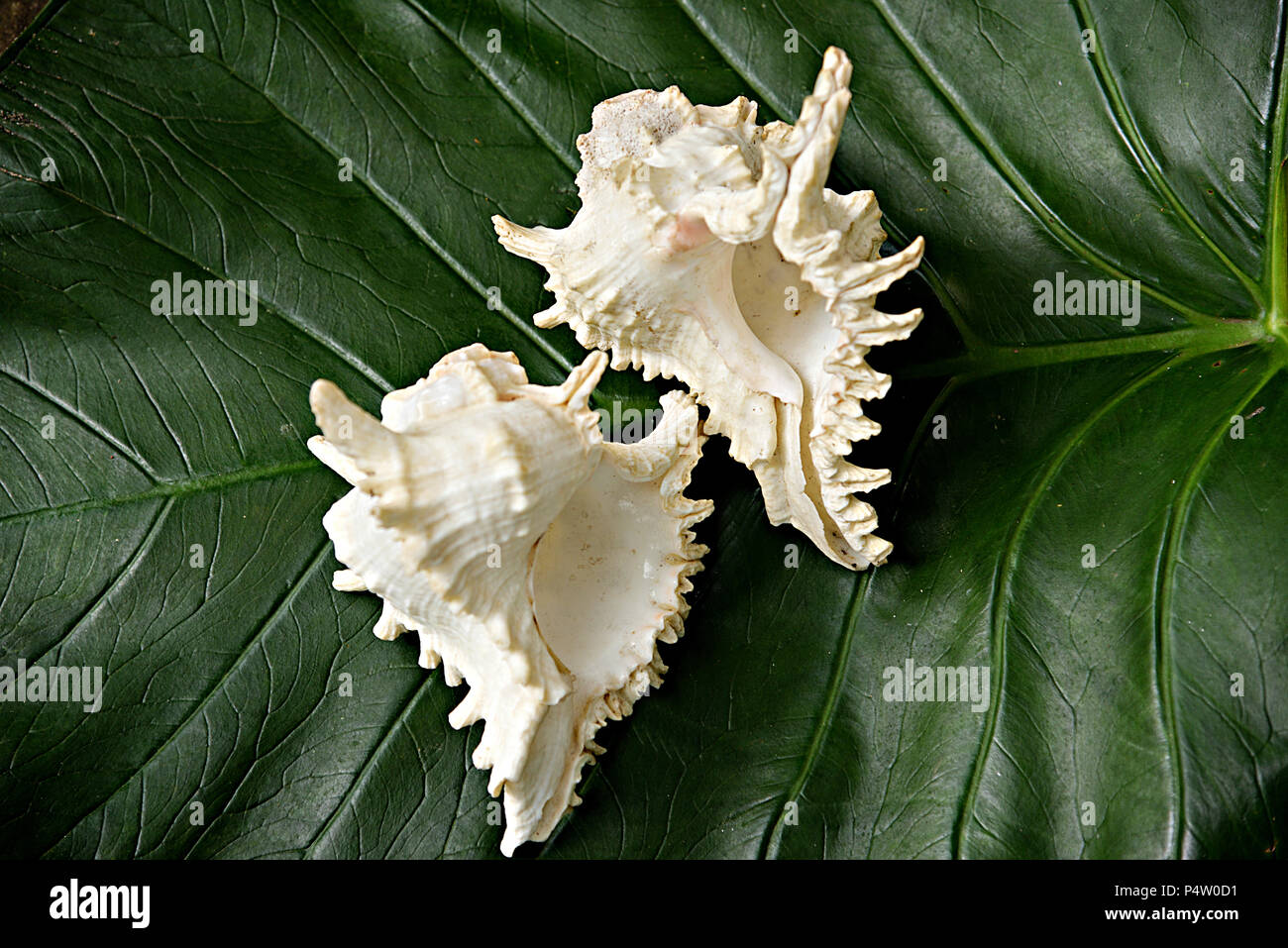 Branched Murex Shell Stock Photo - Alamy
