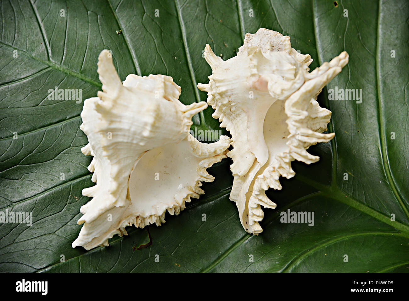 Murex shell hi-res stock photography and images - Alamy