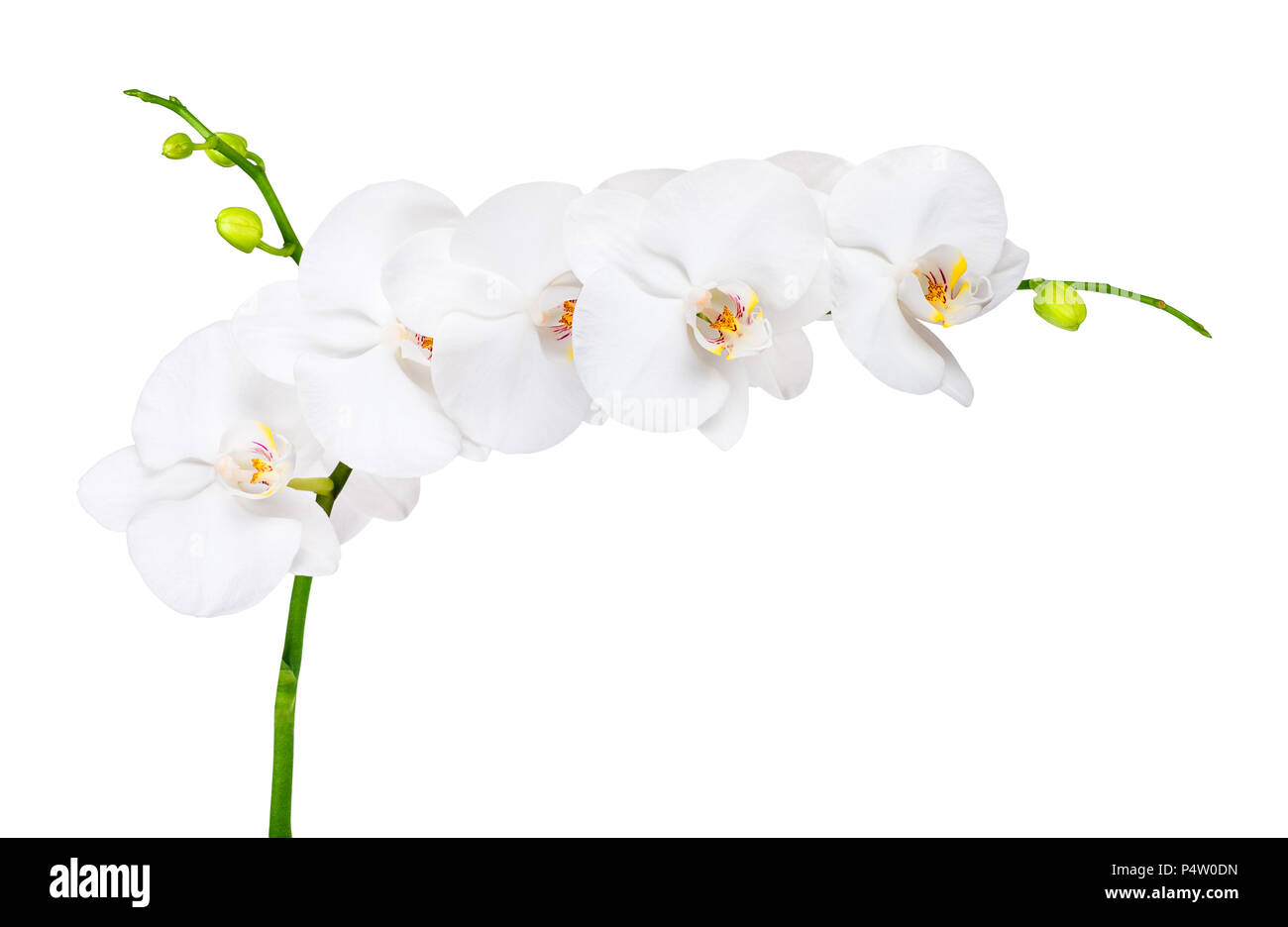 Beautiful orchid Cut Out Stock Images & Pictures - Alamy