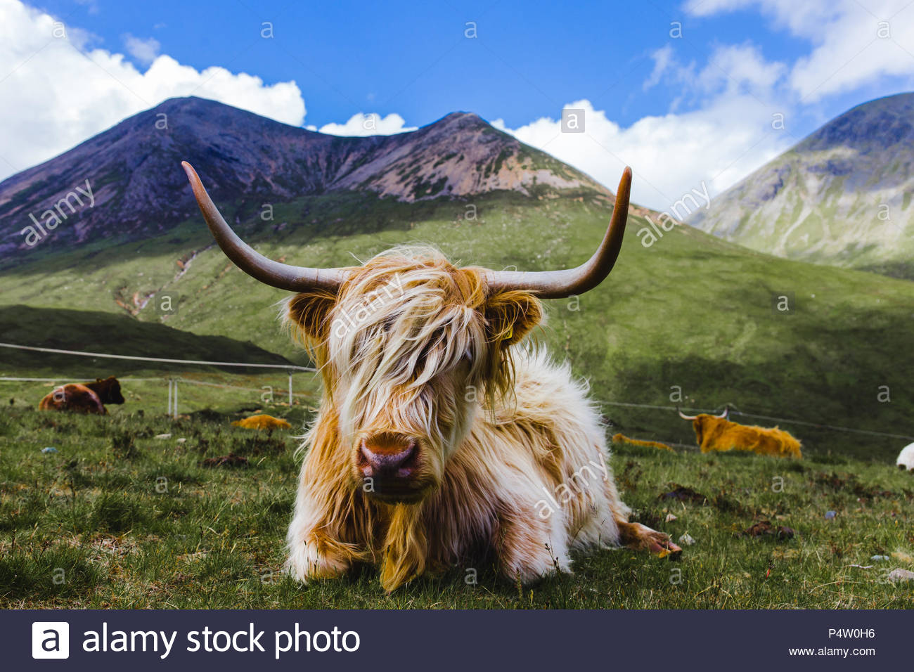 Highland Coo Stock Photos & Highland Coo Stock Images - Alamy