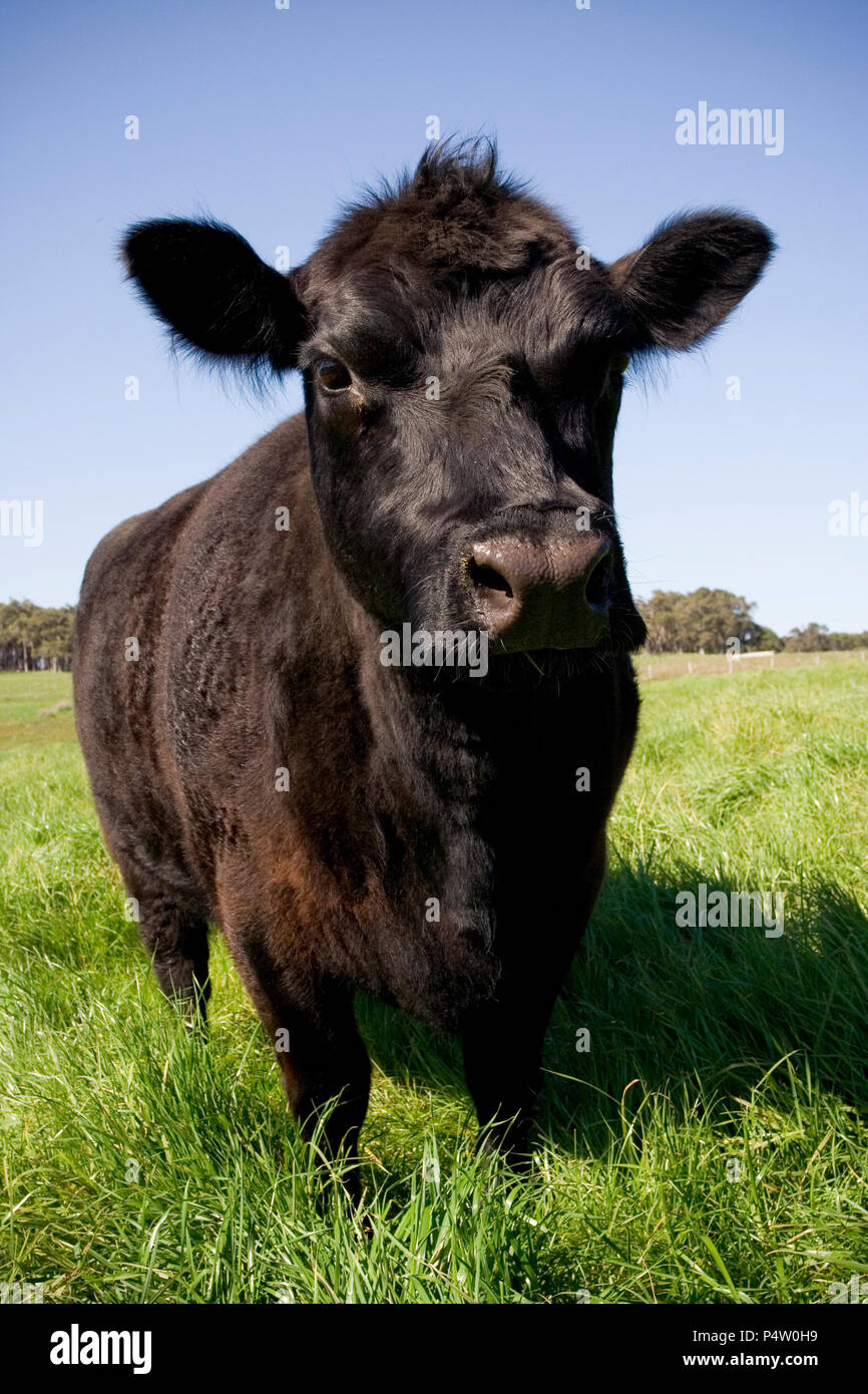 Cow australia hi-res stock photography and images - Alamy