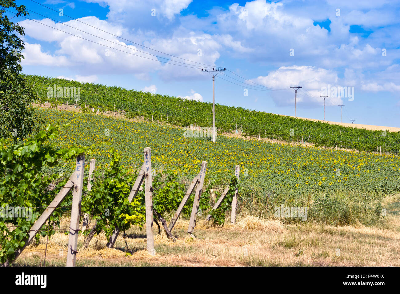 Zřícenina hradu Děvičky, vinice, CHKO Pálava, Jizni Morava, Ceska ...