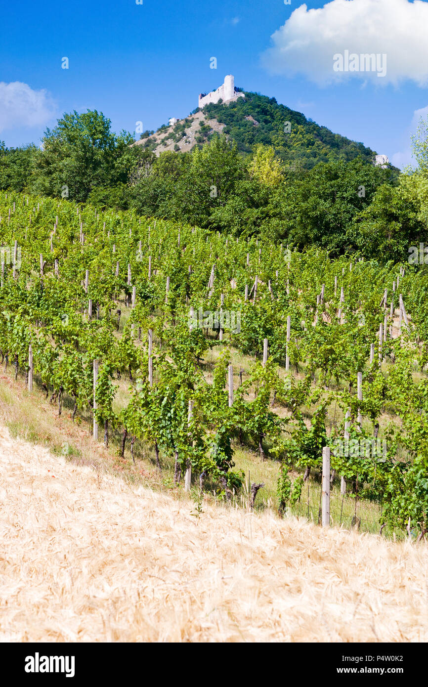 Zřícenina hradu Děvičky, vinice, CHKO Pálava, Jizni Morava, Ceska ...