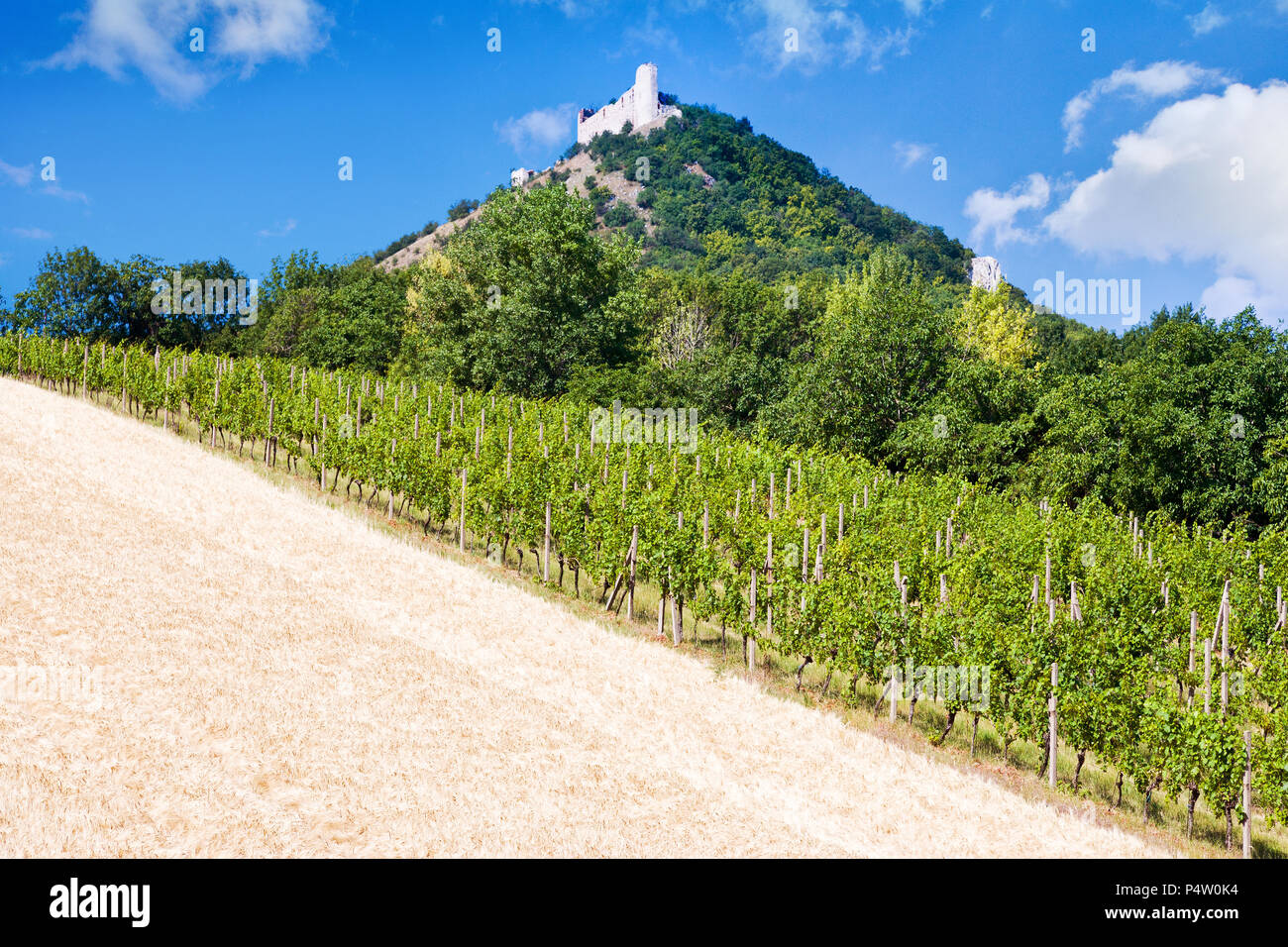 Zřícenina hradu Děvičky, vinice, CHKO Pálava, Jizni Morava, Ceska ...