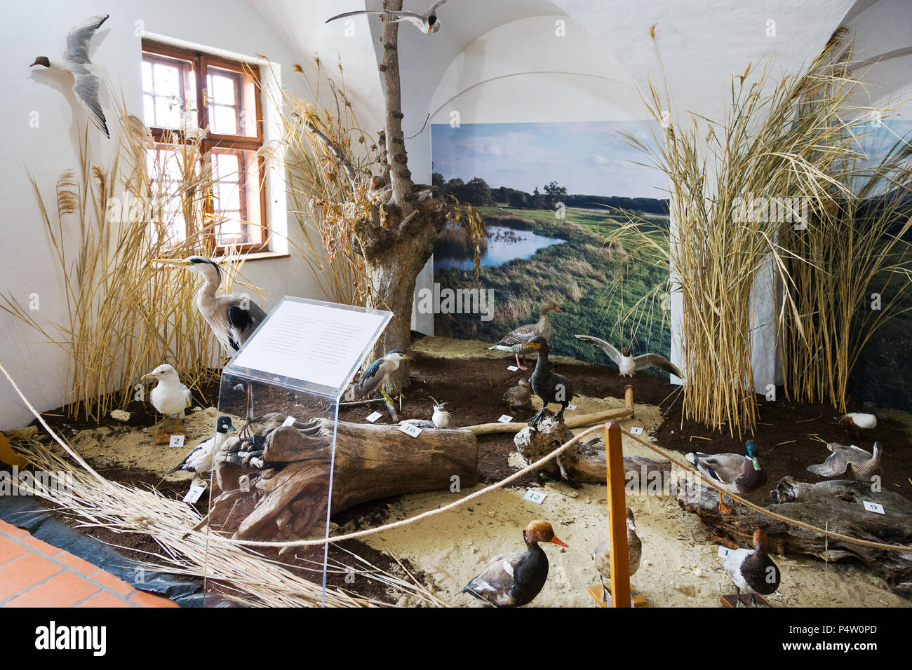 The venus of dolni vestonice vestonicka venuse hi-res stock photography ...