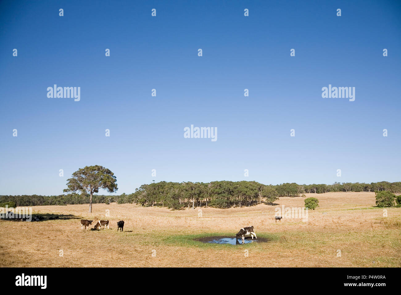 Australian farming scene hi-res stock photography and images - Alamy