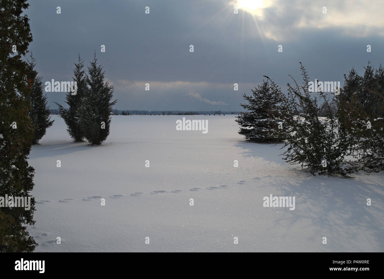 Winter landscape with evergreen alpine trees Stock Photo - Alamy