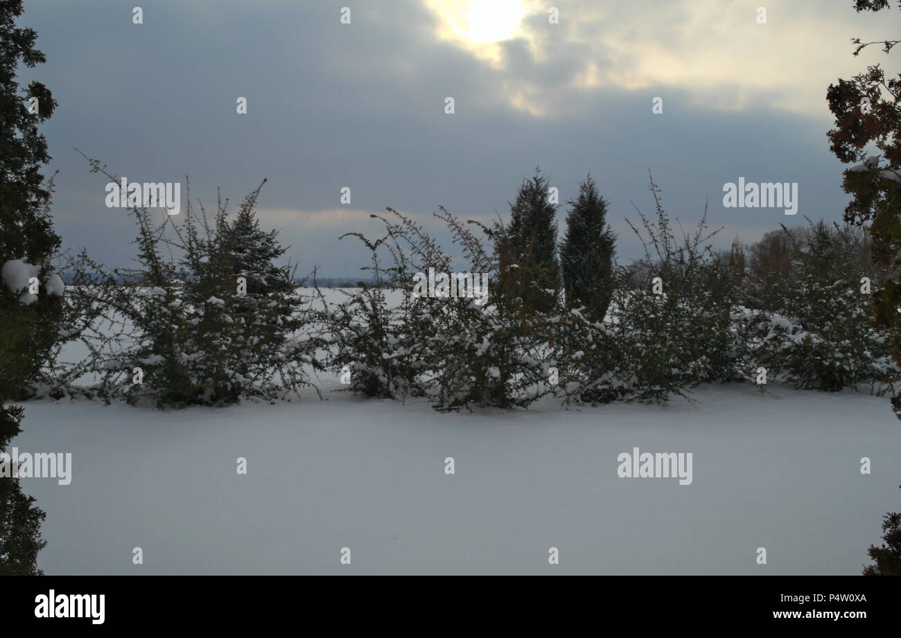 Winter landscape with evergreen alpine trees Stock Photo - Alamy
