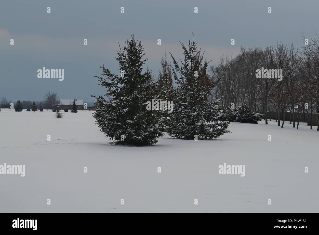 Winter landscape with evergreen alpine trees Stock Photo - Alamy