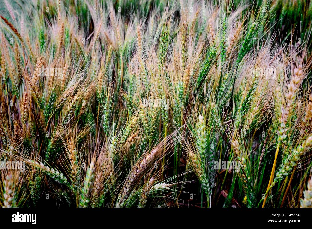 Partially senesced barley in Raleigh North Carolina - mix of green and ...