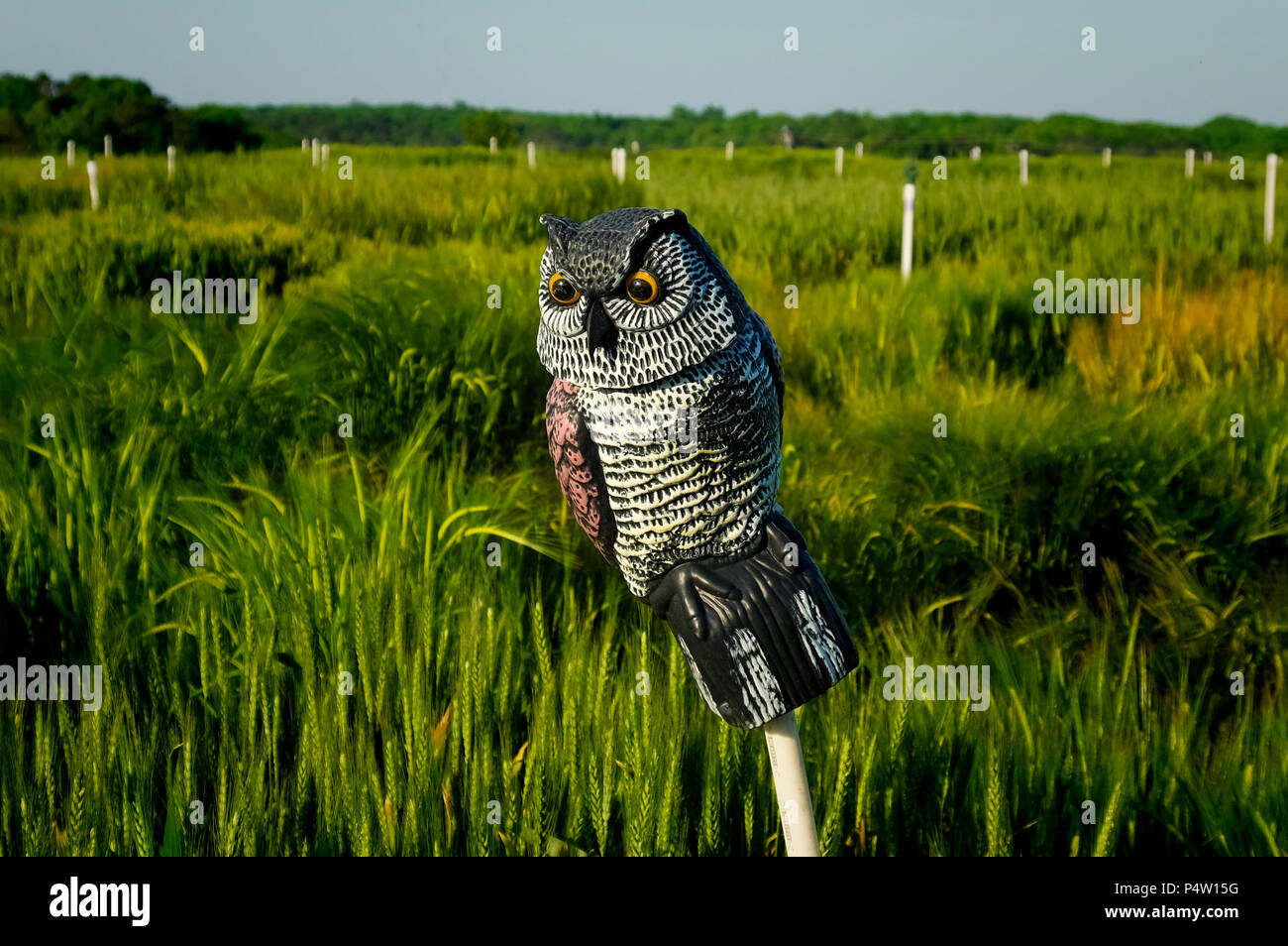 Fake heads hi-res stock photography and images - Alamy