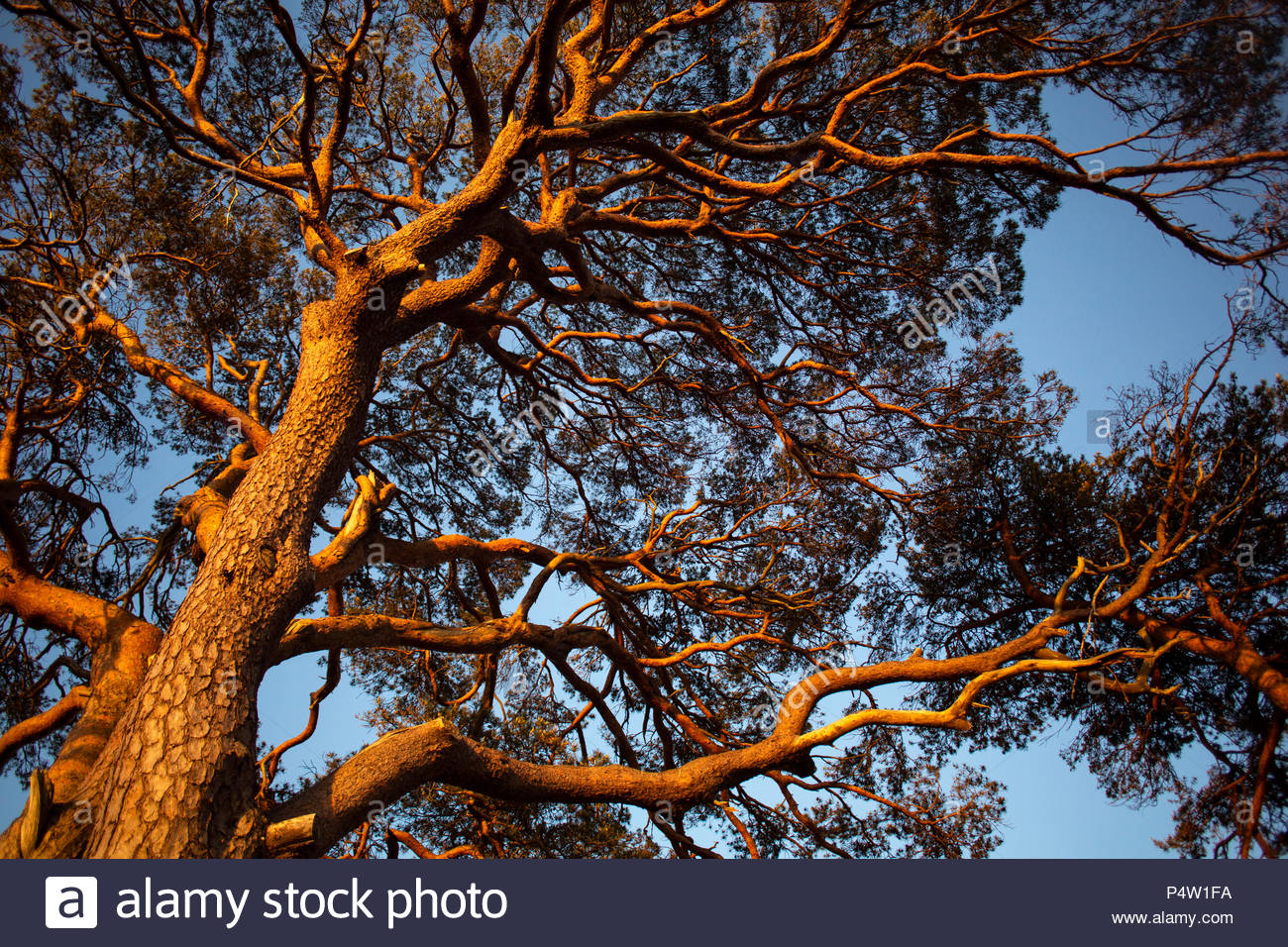 Nice sunset with trees hi-res stock photography and images - Alamy