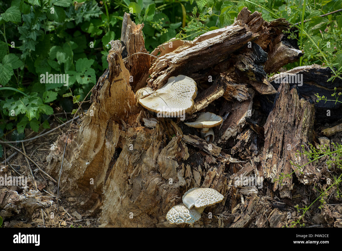 Log with moss hi-res stock photography and images - Alamy
