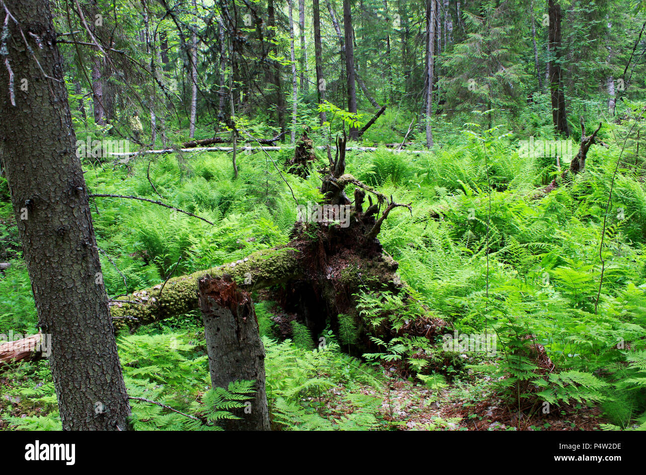 Tree Roots Protruding High Resolution Stock Photography and Images - Alamy