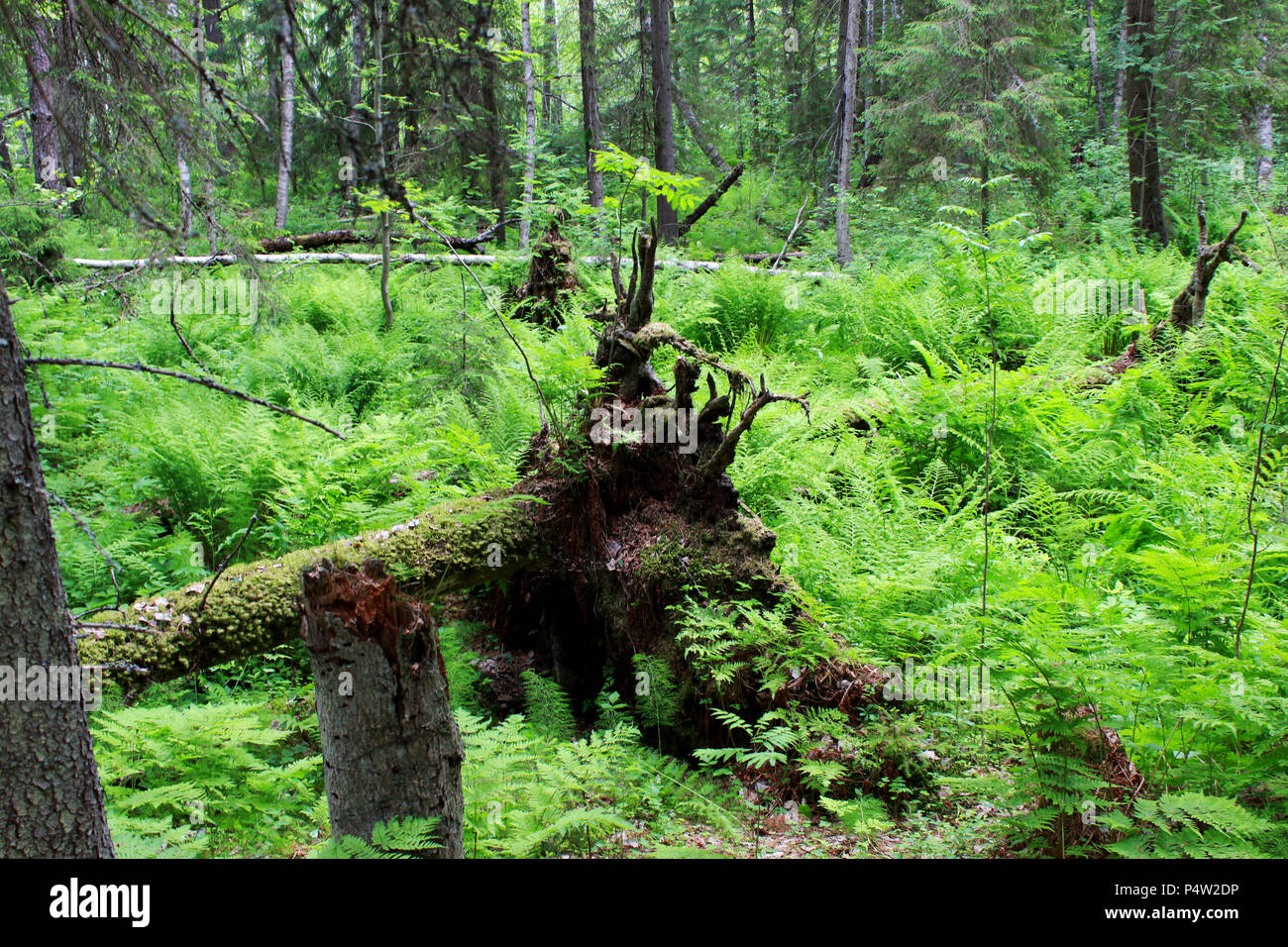 wild forest in the reserve, overgrown with thickets of ferns. overgrown ...