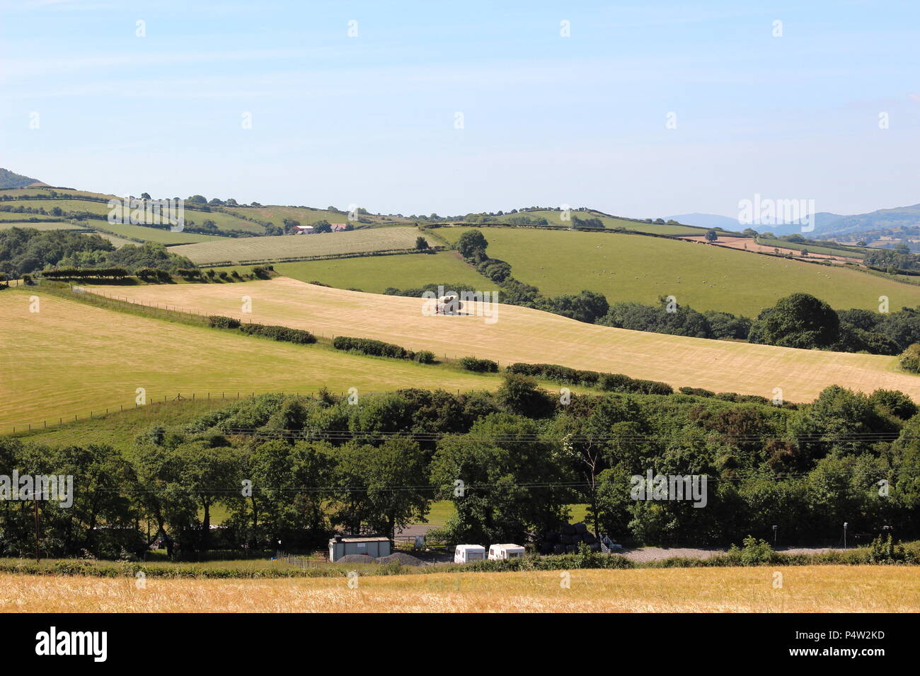 St Digain"s, Llangernyw .in the church is a tree which is estimated to ...