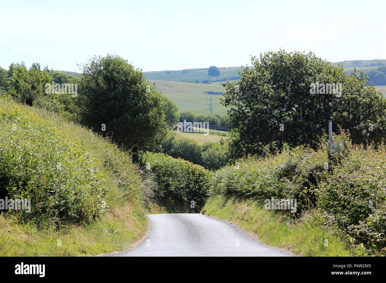 St Digain"s, Llangernyw .in the church is a tree which is estimated to ...