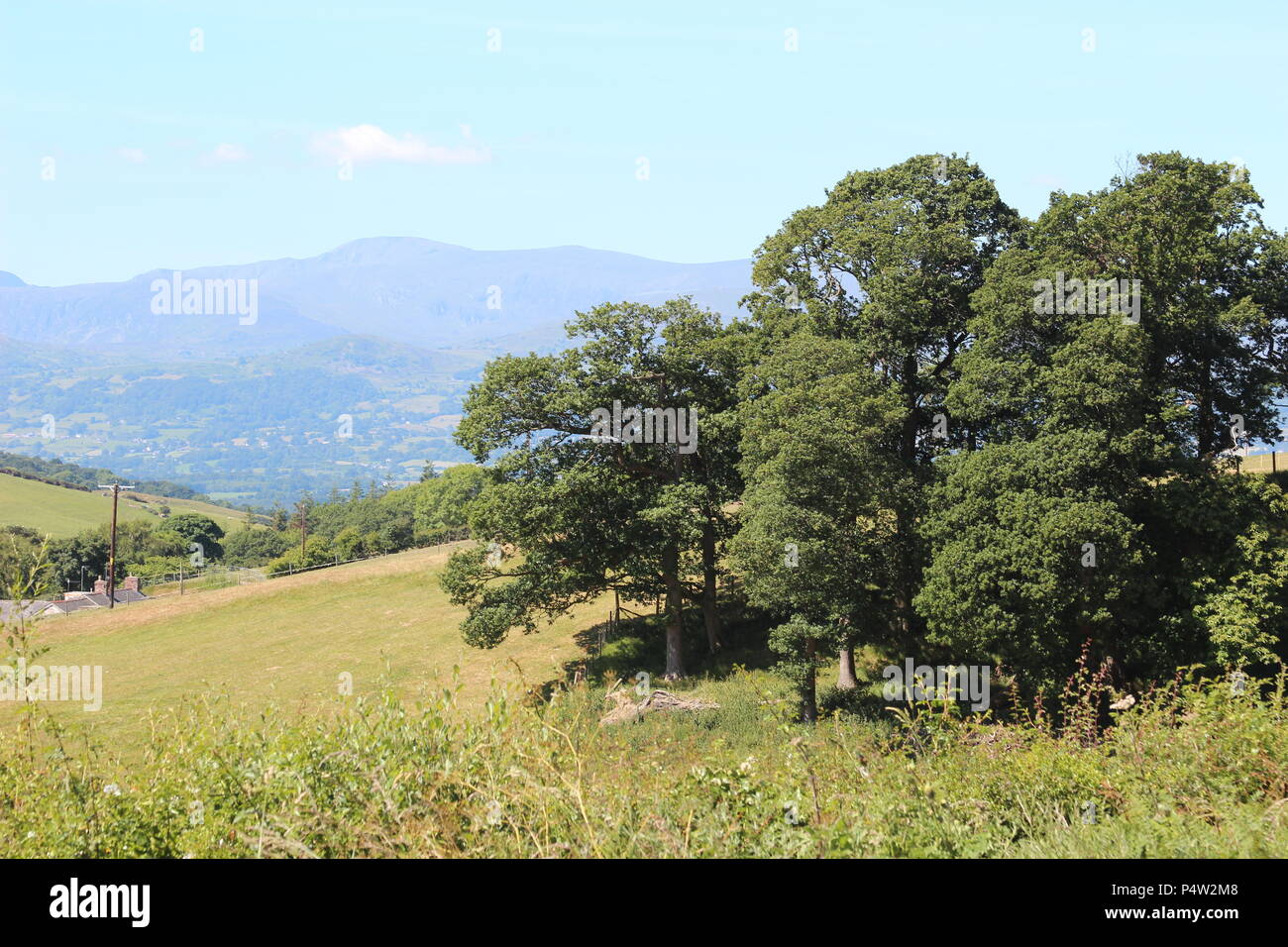St Digain"s, Llangernyw .in the church is a tree which is estimated to ...