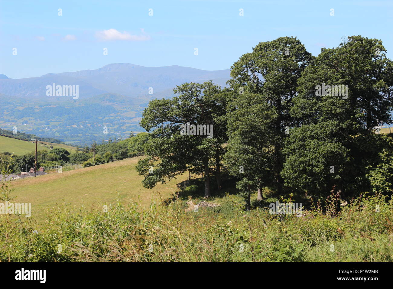 St Digain"s, Llangernyw .in the church is a tree which is estimated to ...