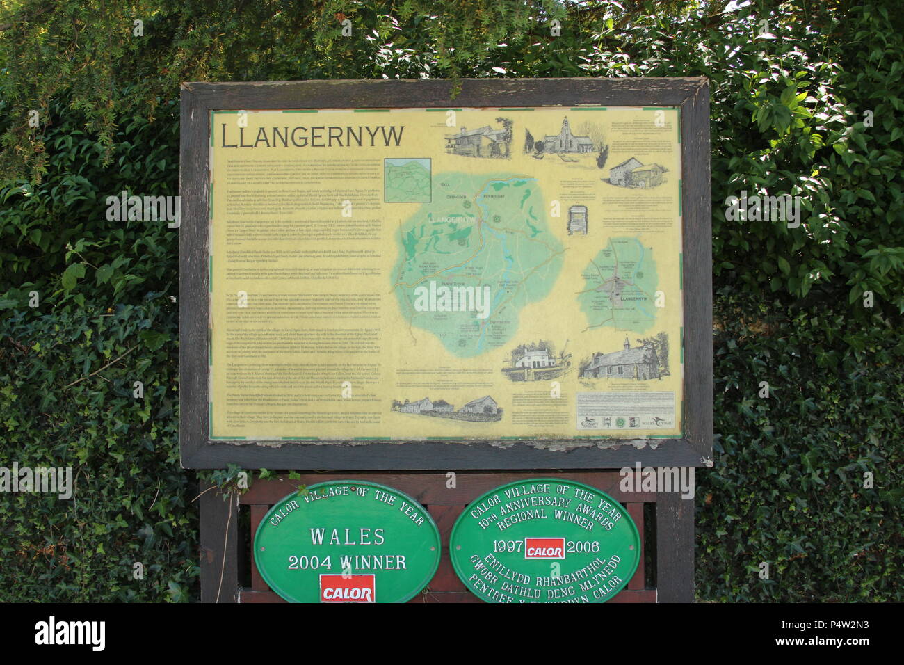 St Digain"s, Llangernyw .in the church is a tree which is estimated to ...