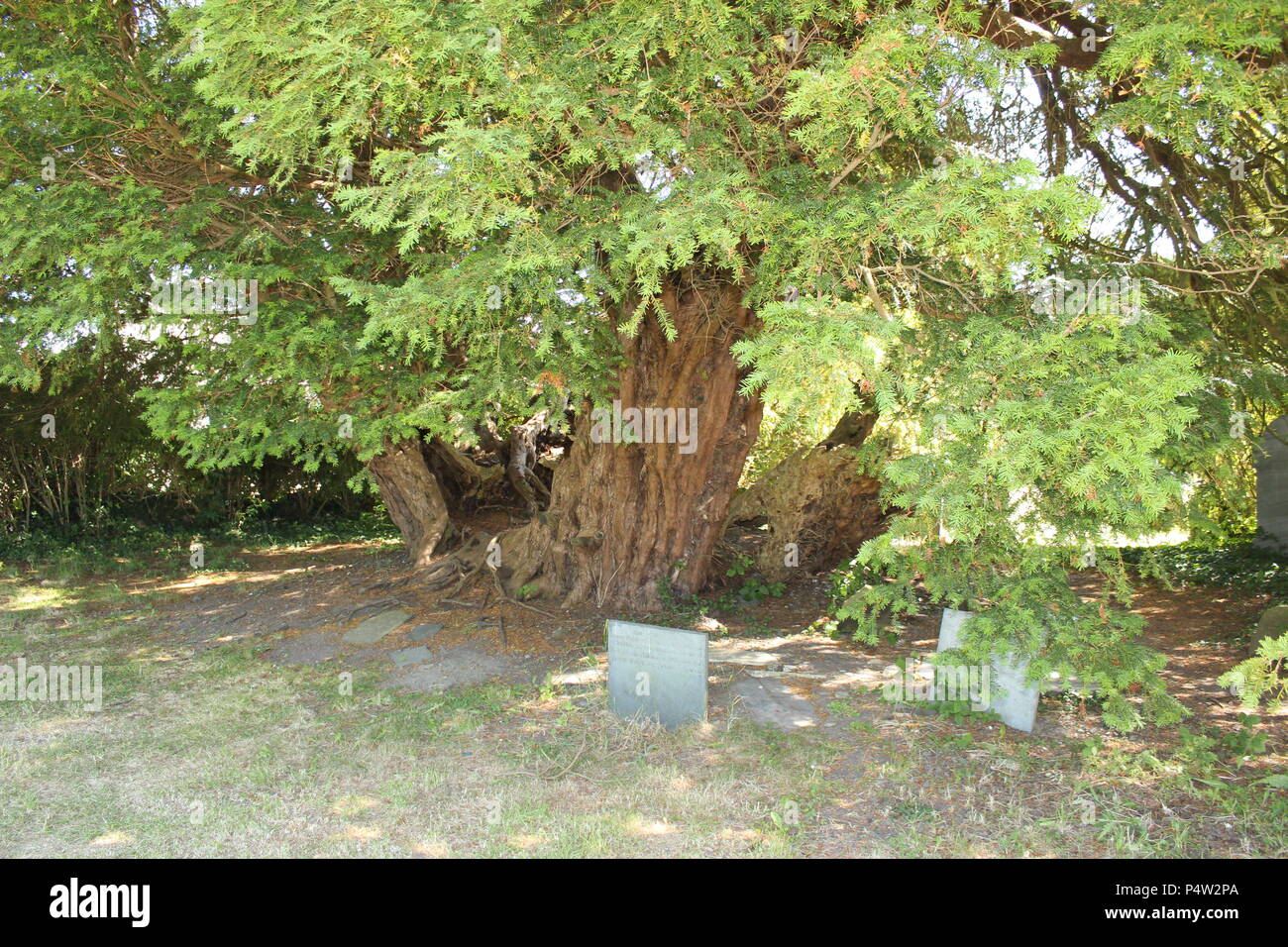 St Digain"s, Llangernyw .in the church is a tree which is estimated to ...