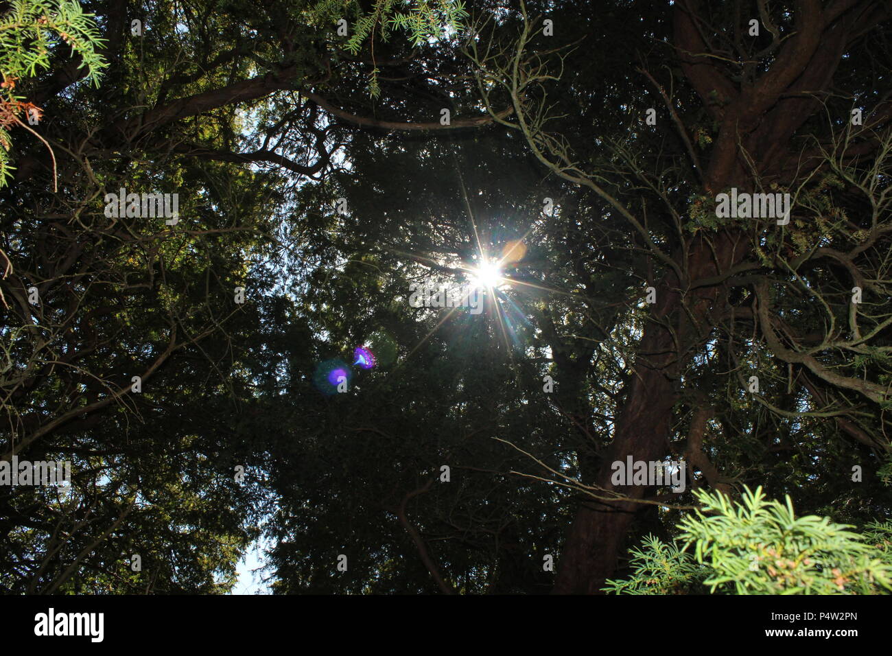 The llangernyw yew hi-res stock photography and images - Alamy