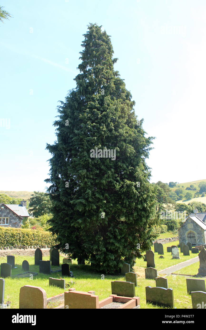 The llangernyw yew hi-res stock photography and images - Alamy