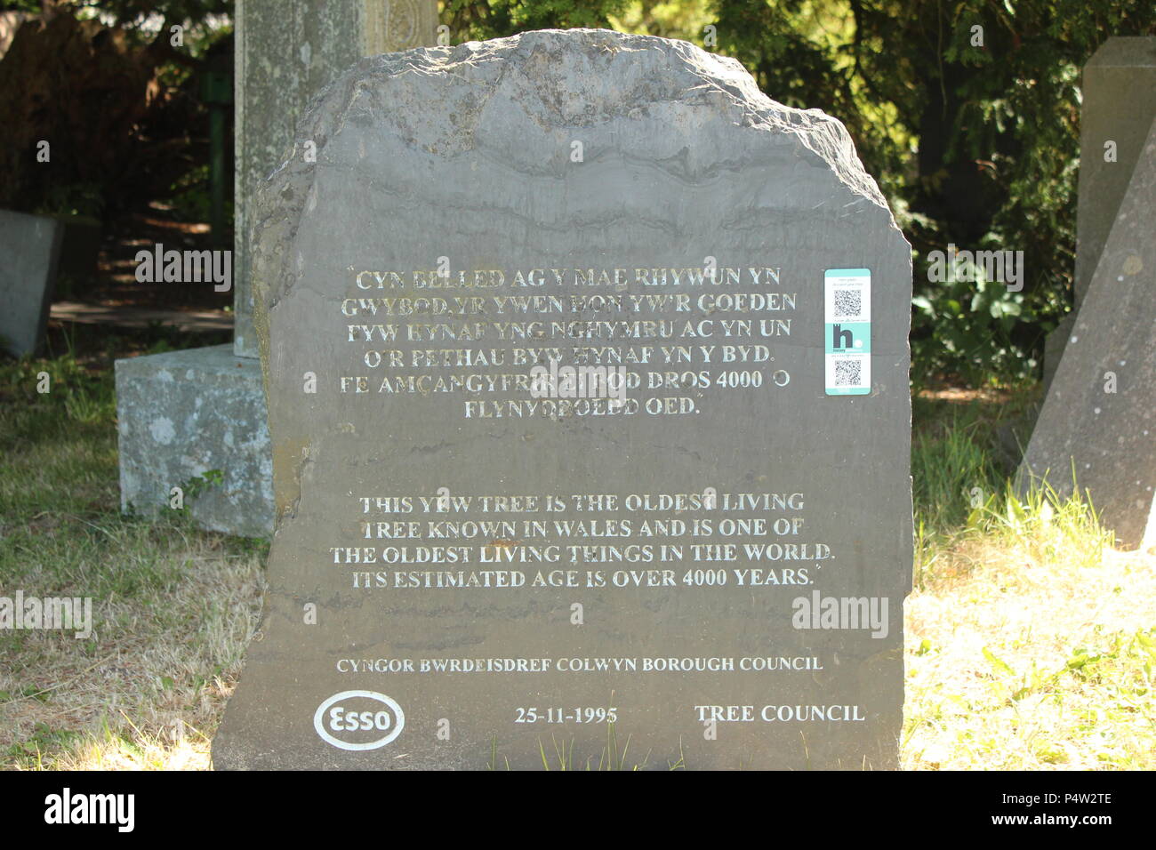 St Digain"s, Llangernyw .in the church is a tree which is estimated to ...