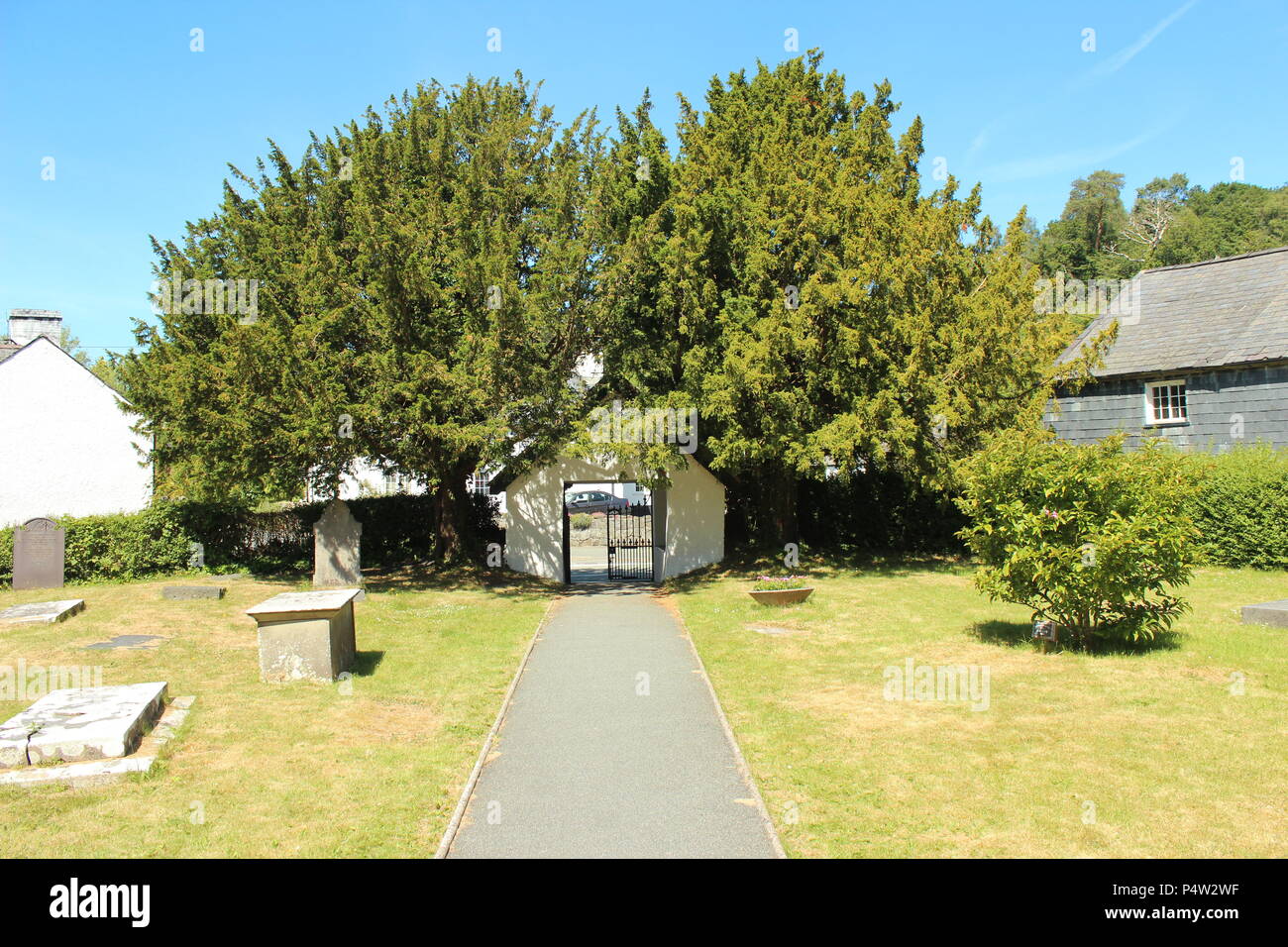 The llangernyw yew hi-res stock photography and images - Alamy