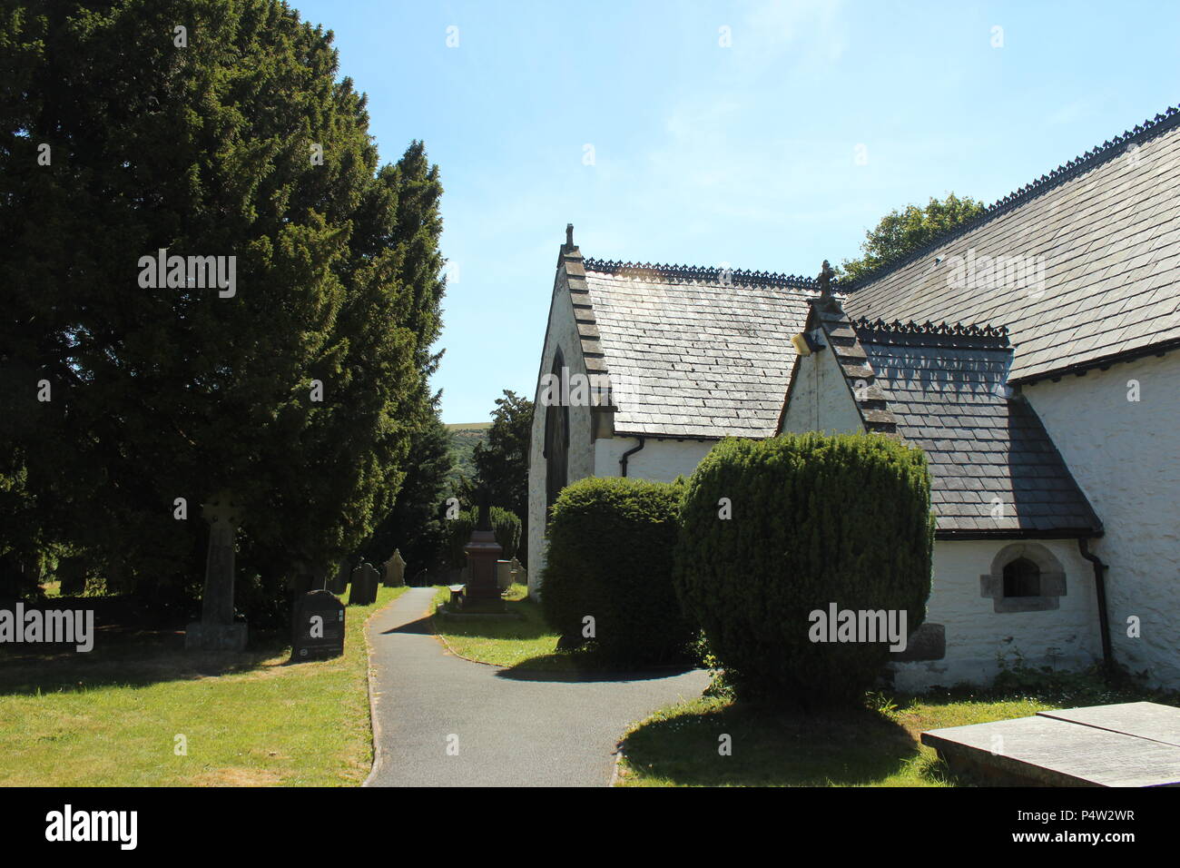 St Digain"s, Llangernyw .in the church is a tree which is estimated to ...