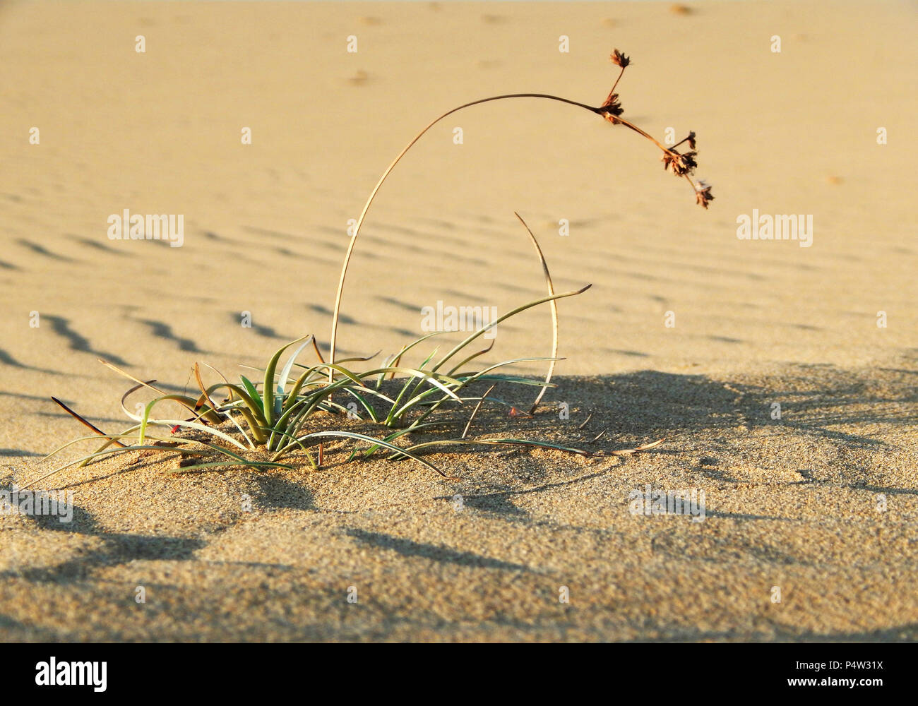 the life on sand Stock Photo - Alamy