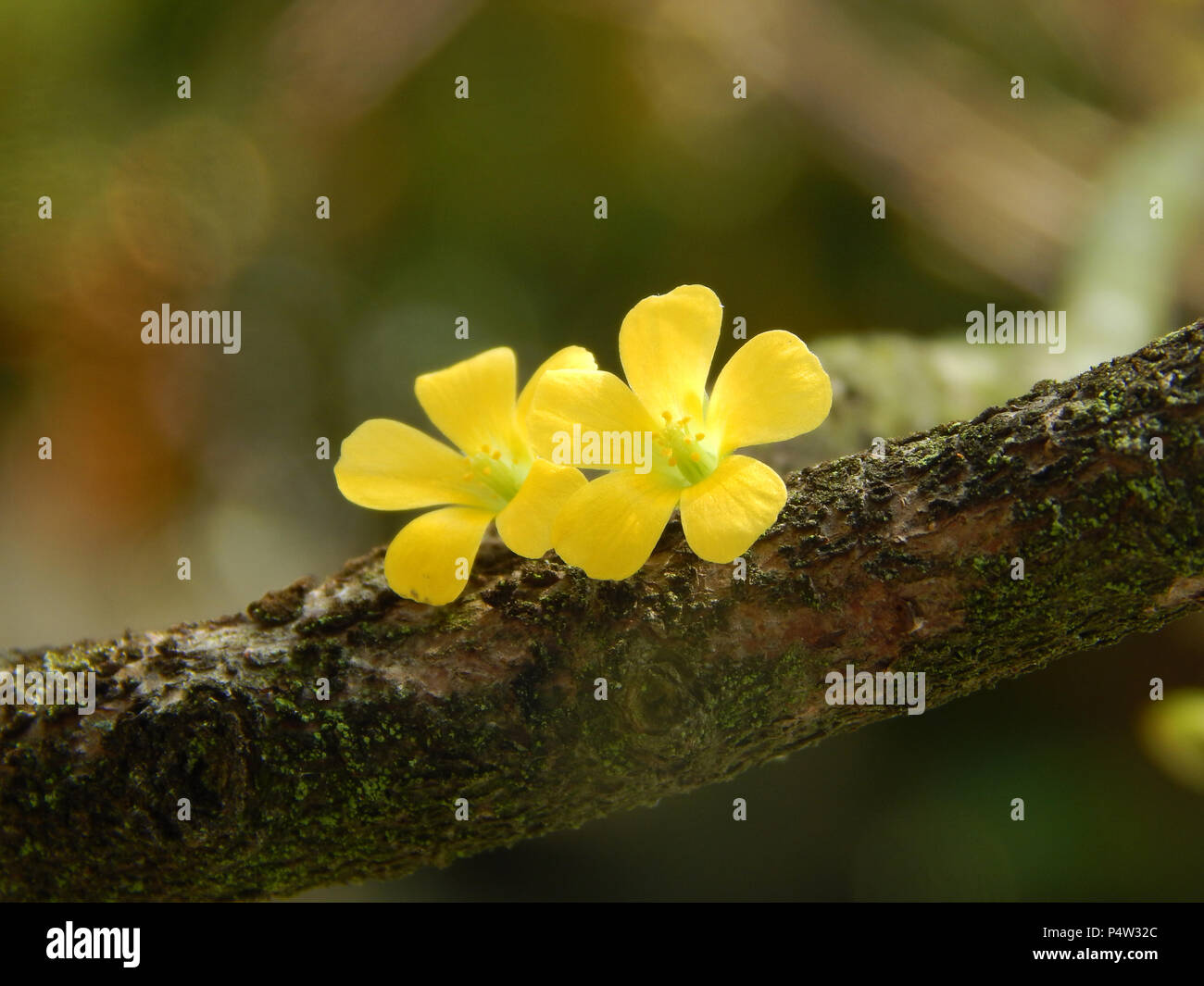Dancing flower hi-res stock photography and images - Alamy