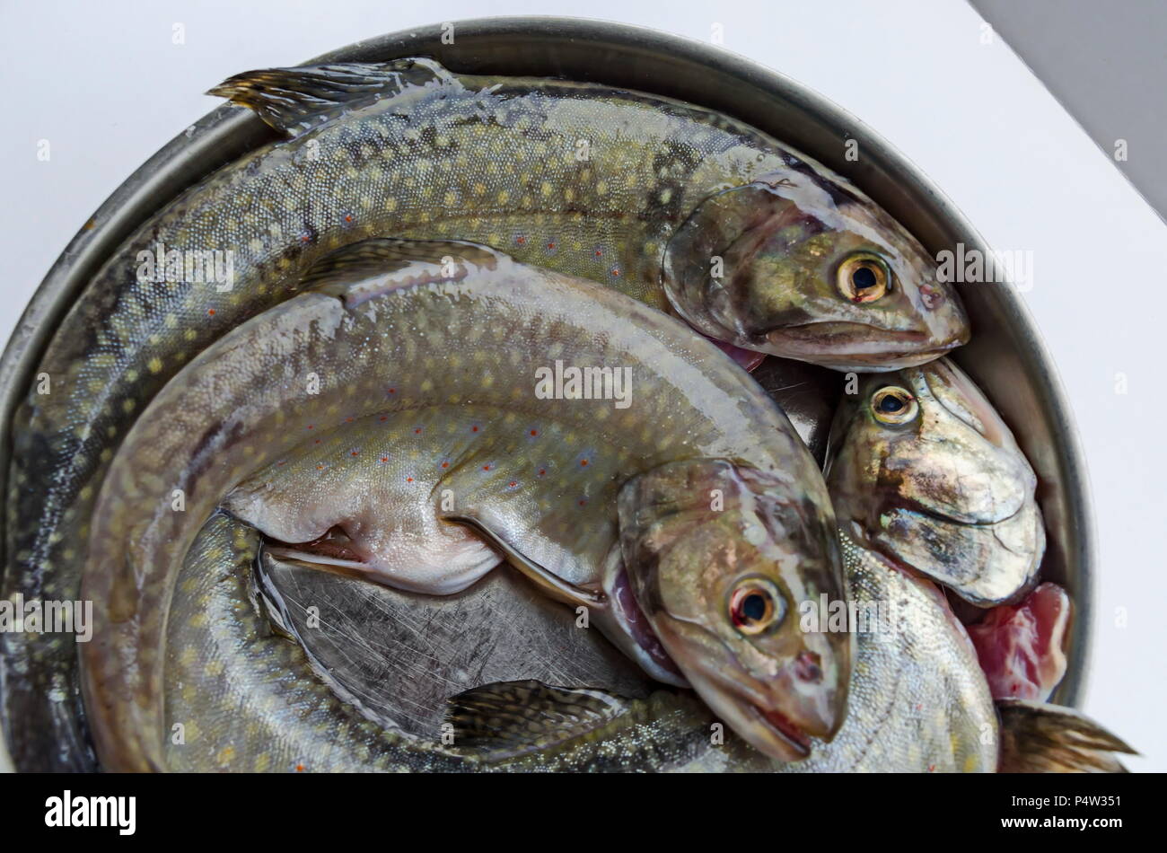 Freshwater fish dish hi-res stock photography and images - Alamy