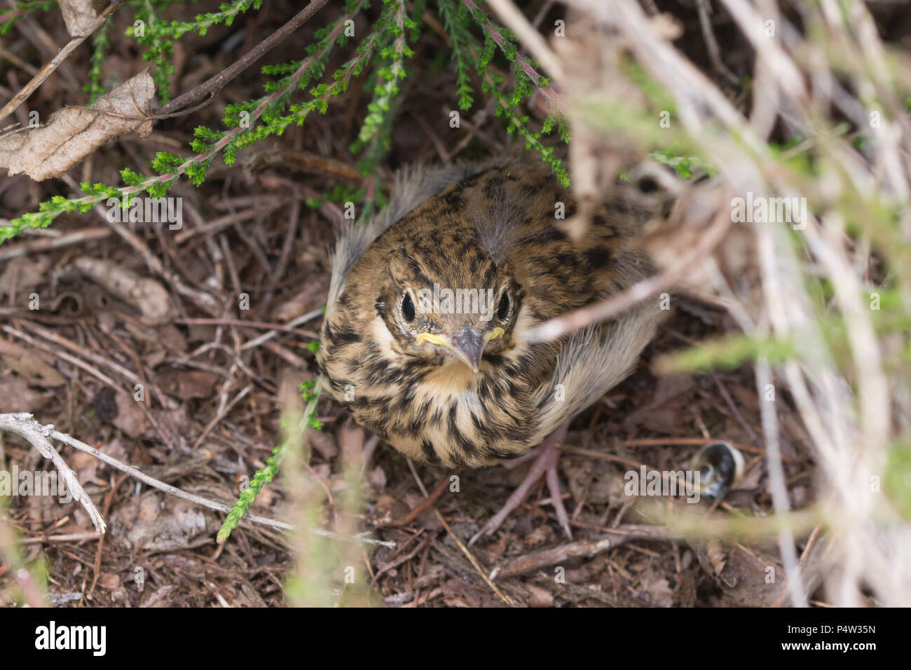 Baby fledgling meadow pipit (Anthus pratensis), a ground nesting bird ...