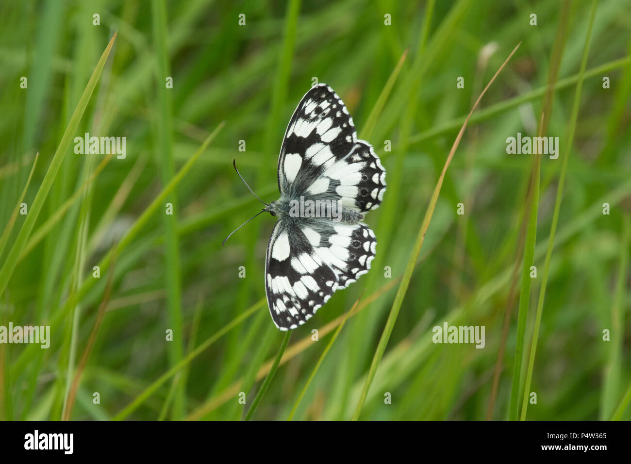 Marbled white butterfly uk hi-res stock photography and images - Alamy