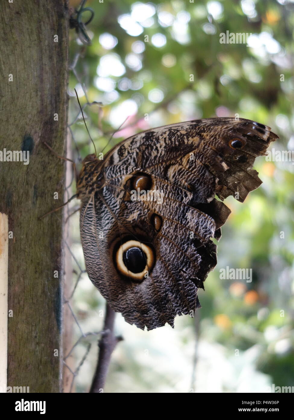 Suger butterfly hi-res stock photography and images - Alamy