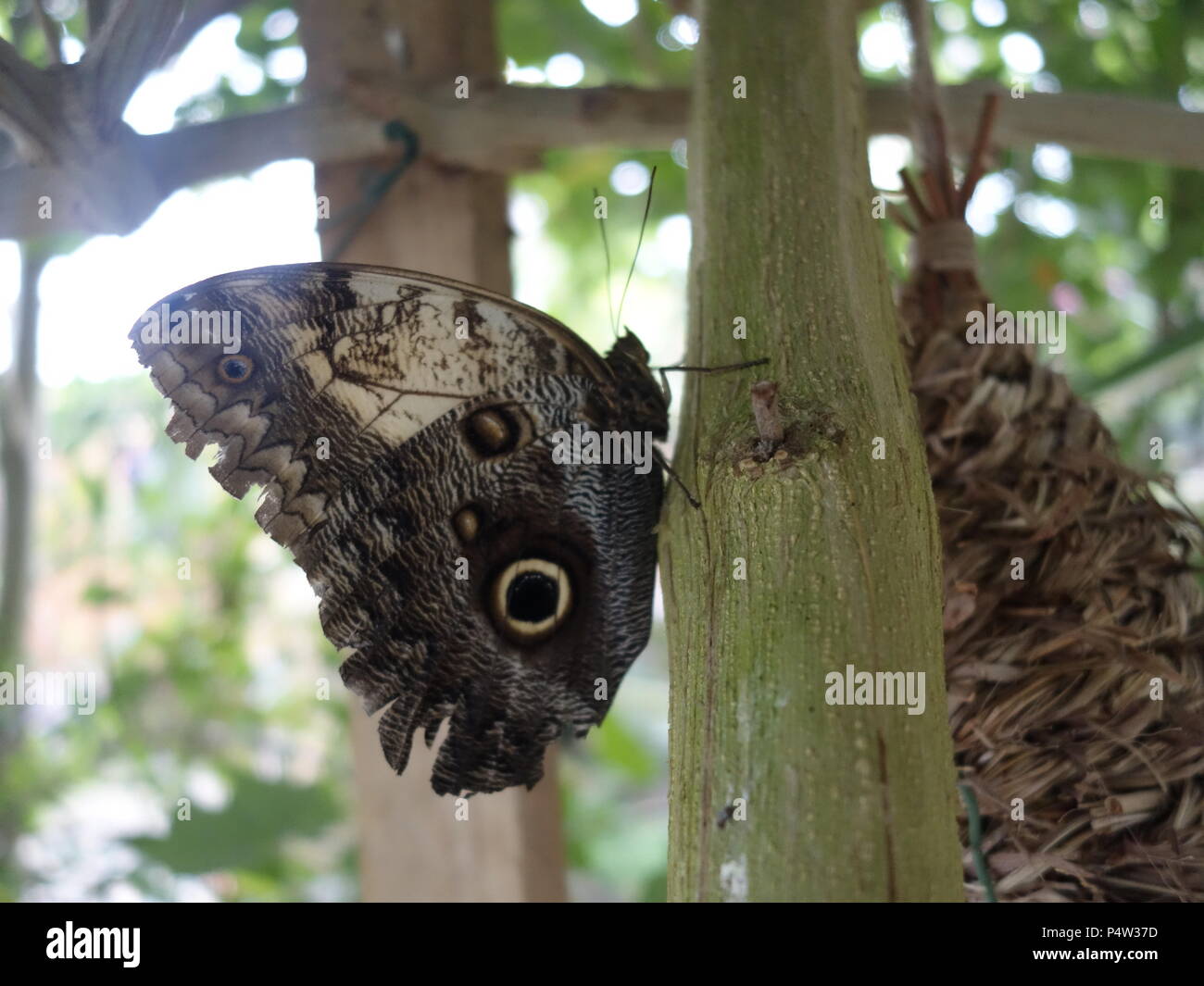 School of magic animals hi-res stock photography and images - Alamy