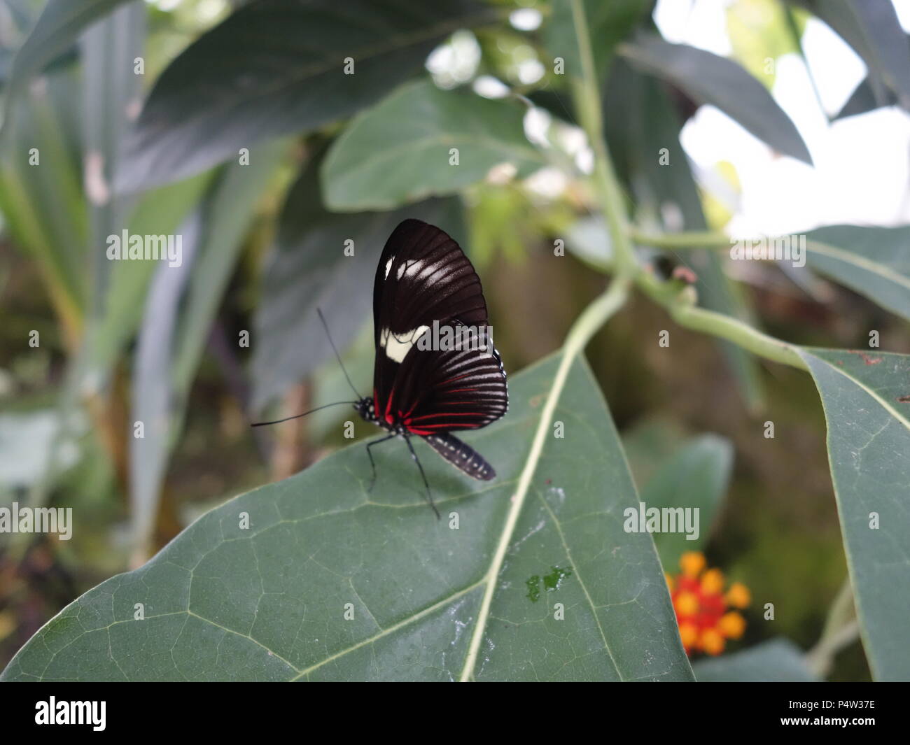 School of magic animals hi-res stock photography and images - Alamy
