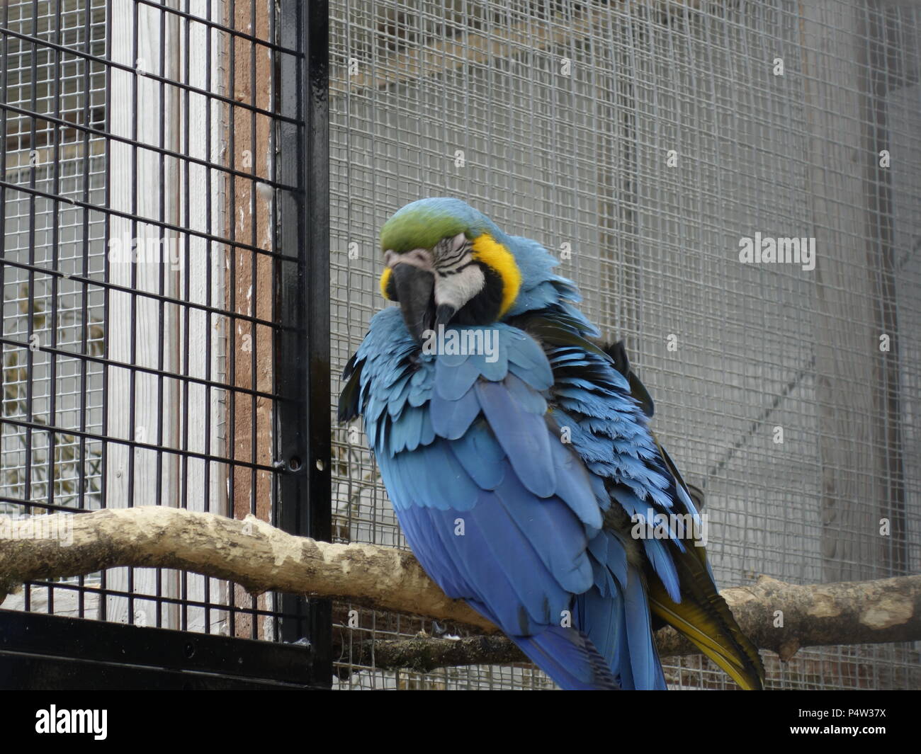 Parrot macaw children hi-res stock photography and images - Alamy