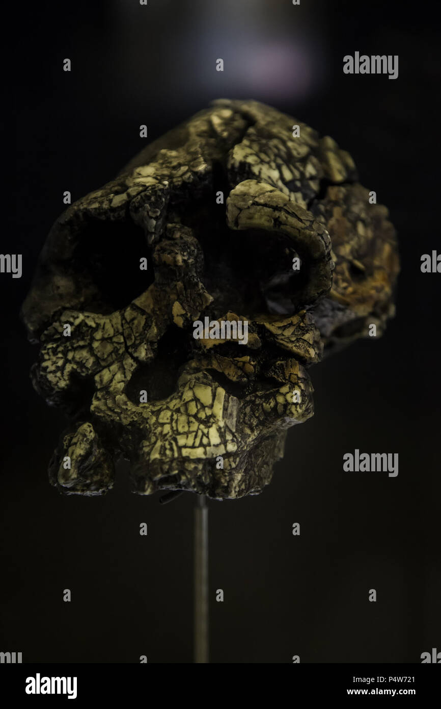 Human prehistoric skull, detail of archeology, history of mankind Stock ...