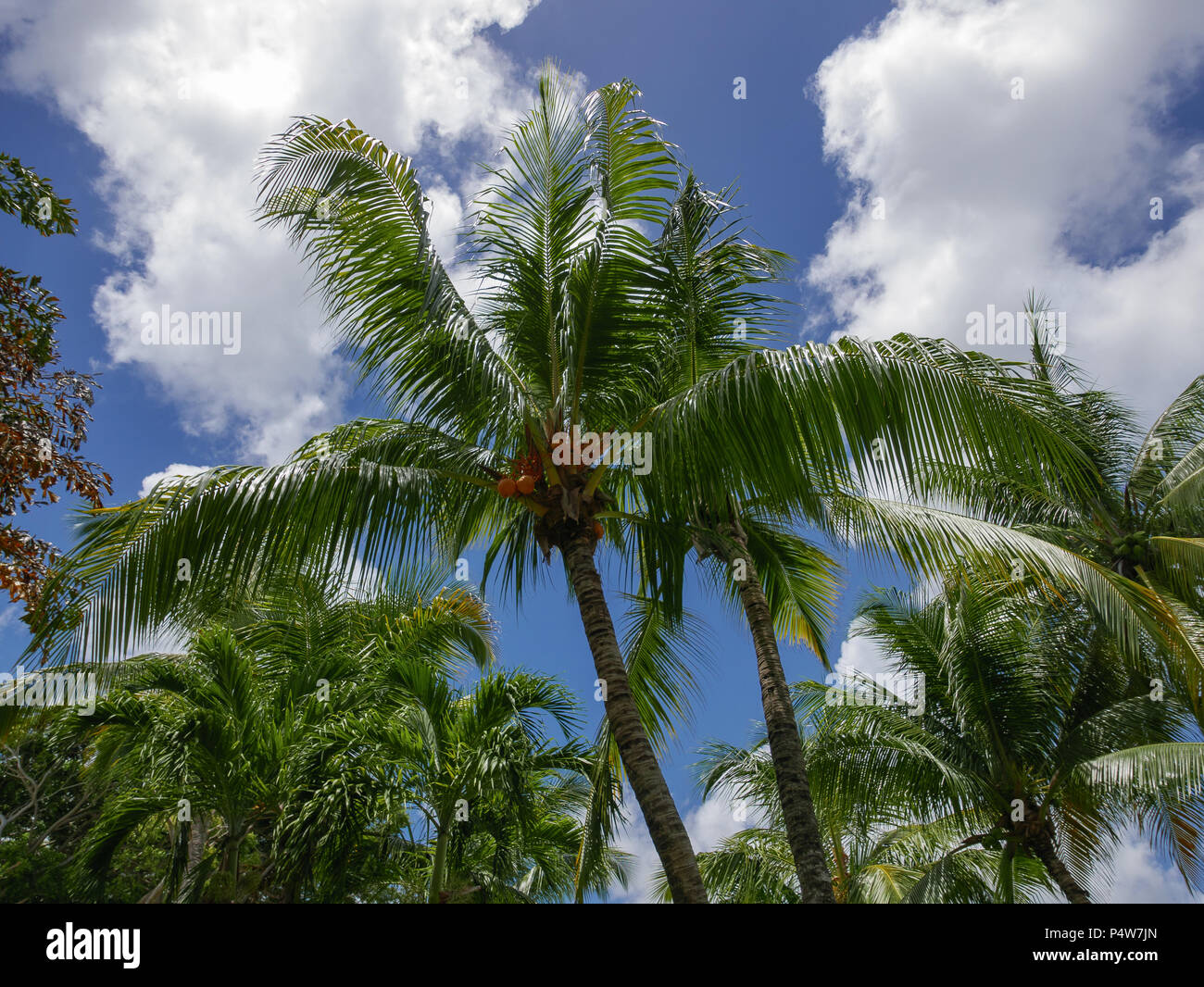 Tropical vegetation with palms in Punta Cana next to the seaside ...