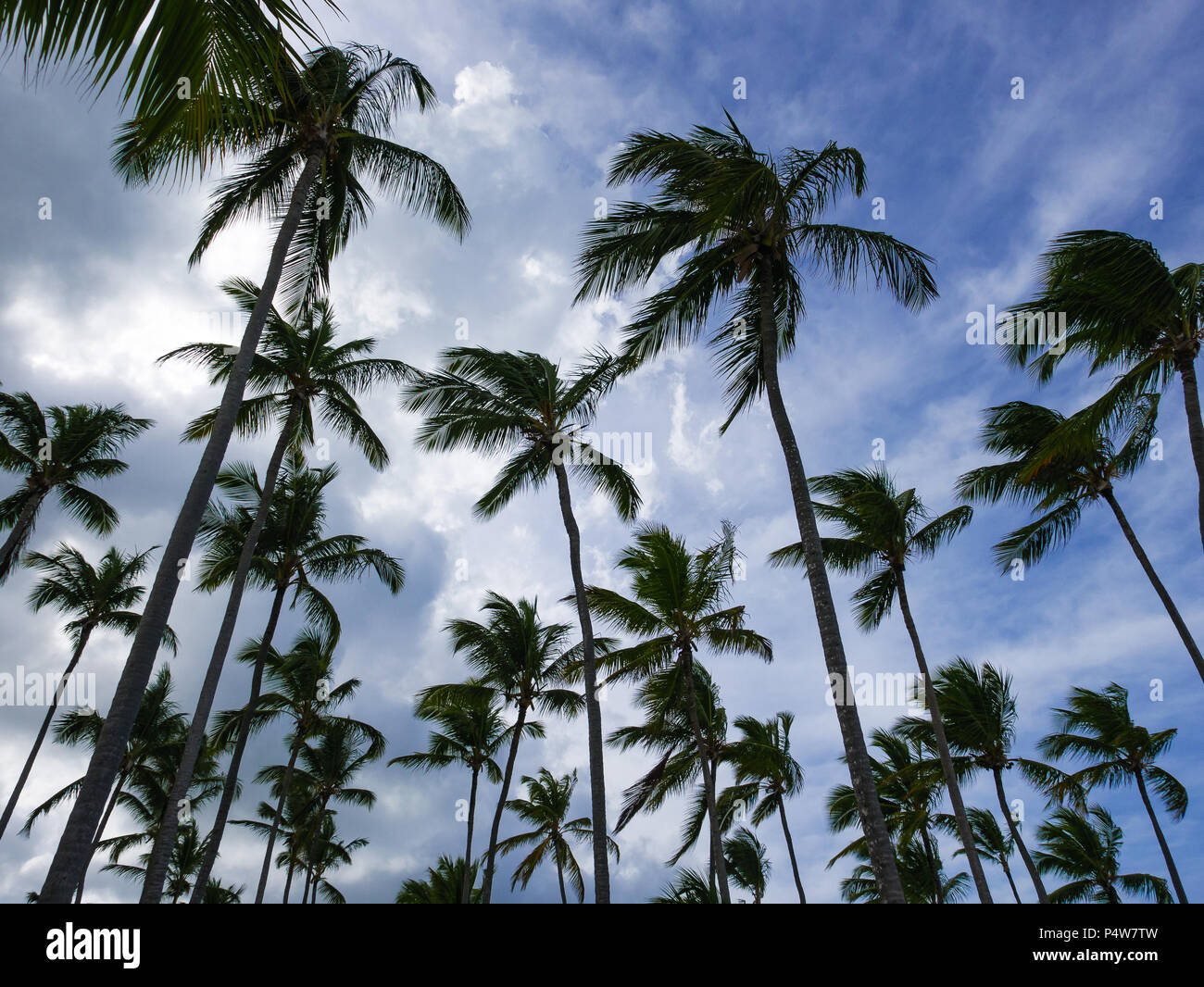 Tropical vegetation with high palms in Bavaro beach (Punta Cana ...