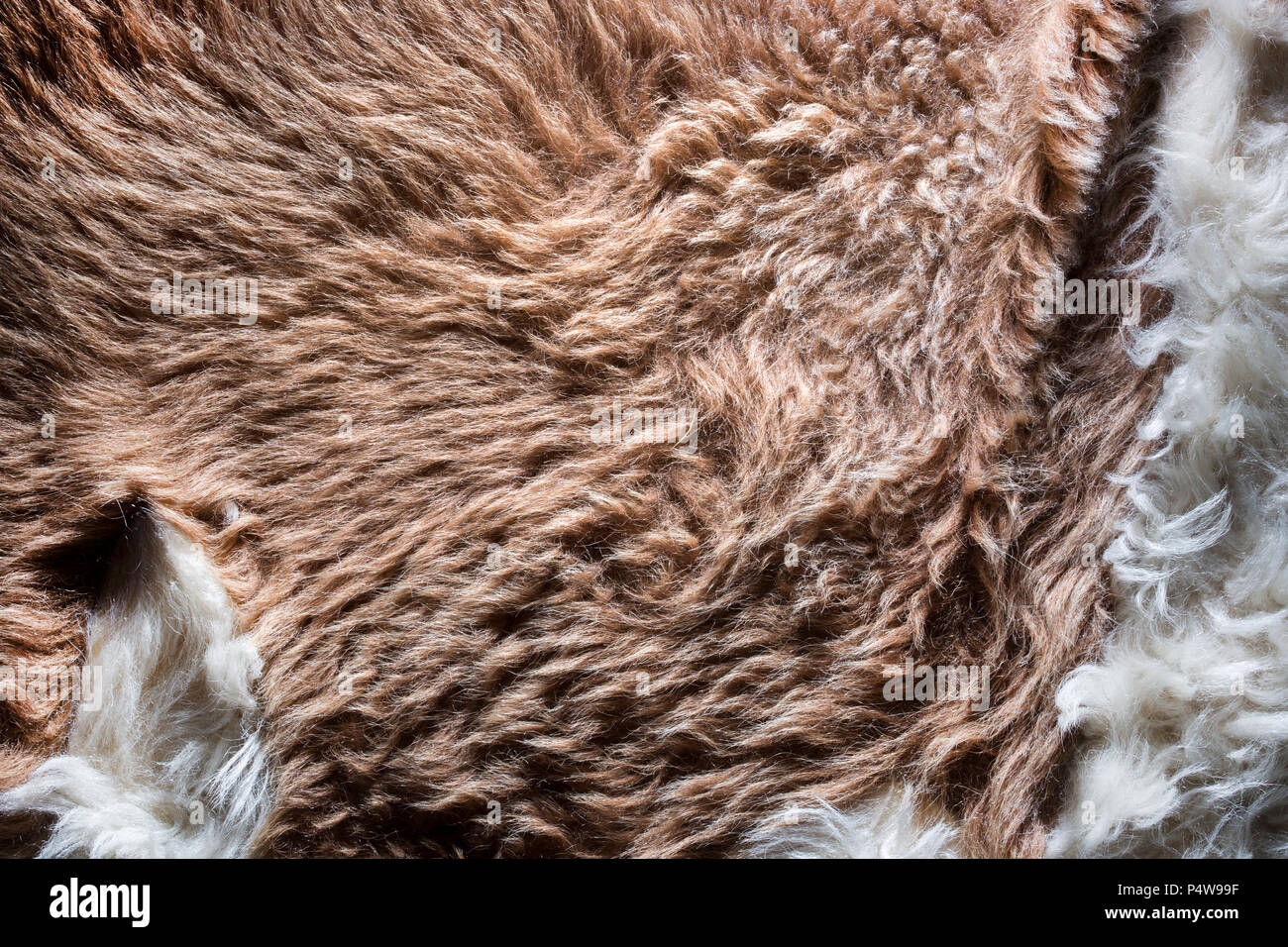 Background and texture of natural sheep's wool closeup Stock Photo - Alamy