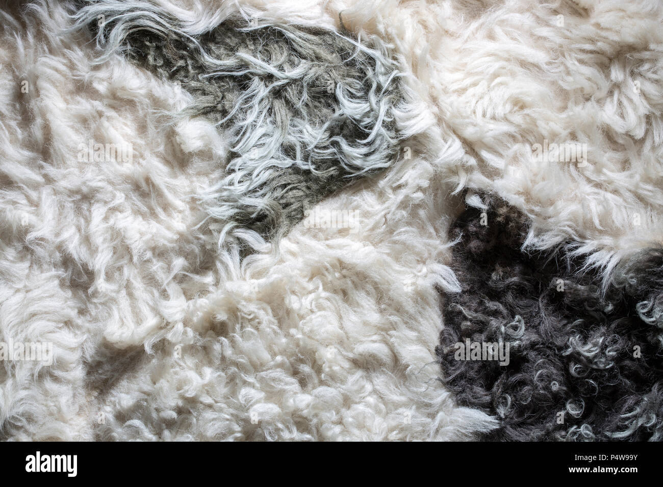 Background and texture of natural sheep's wool closeup Stock Photo - Alamy