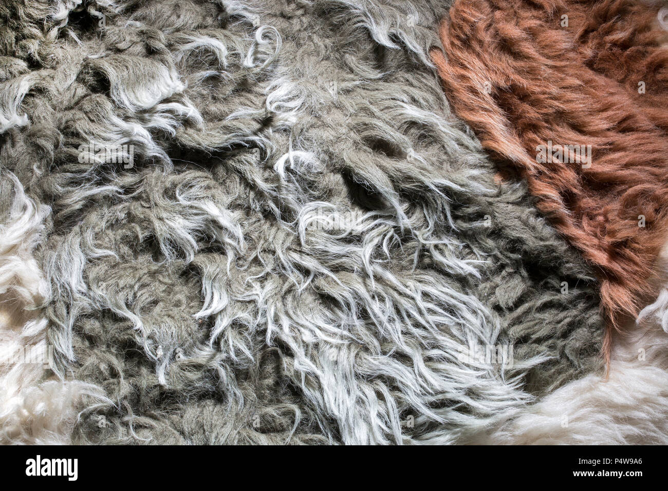 Background and texture of natural sheep's wool closeup Stock Photo - Alamy